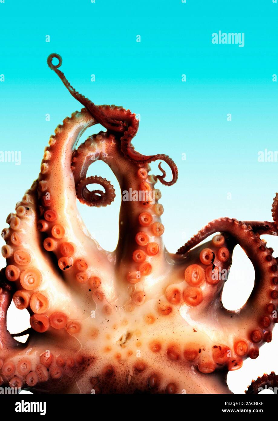 Octopus. The octopus (order Octopoda) is a cephalopod molluscs, a type ...