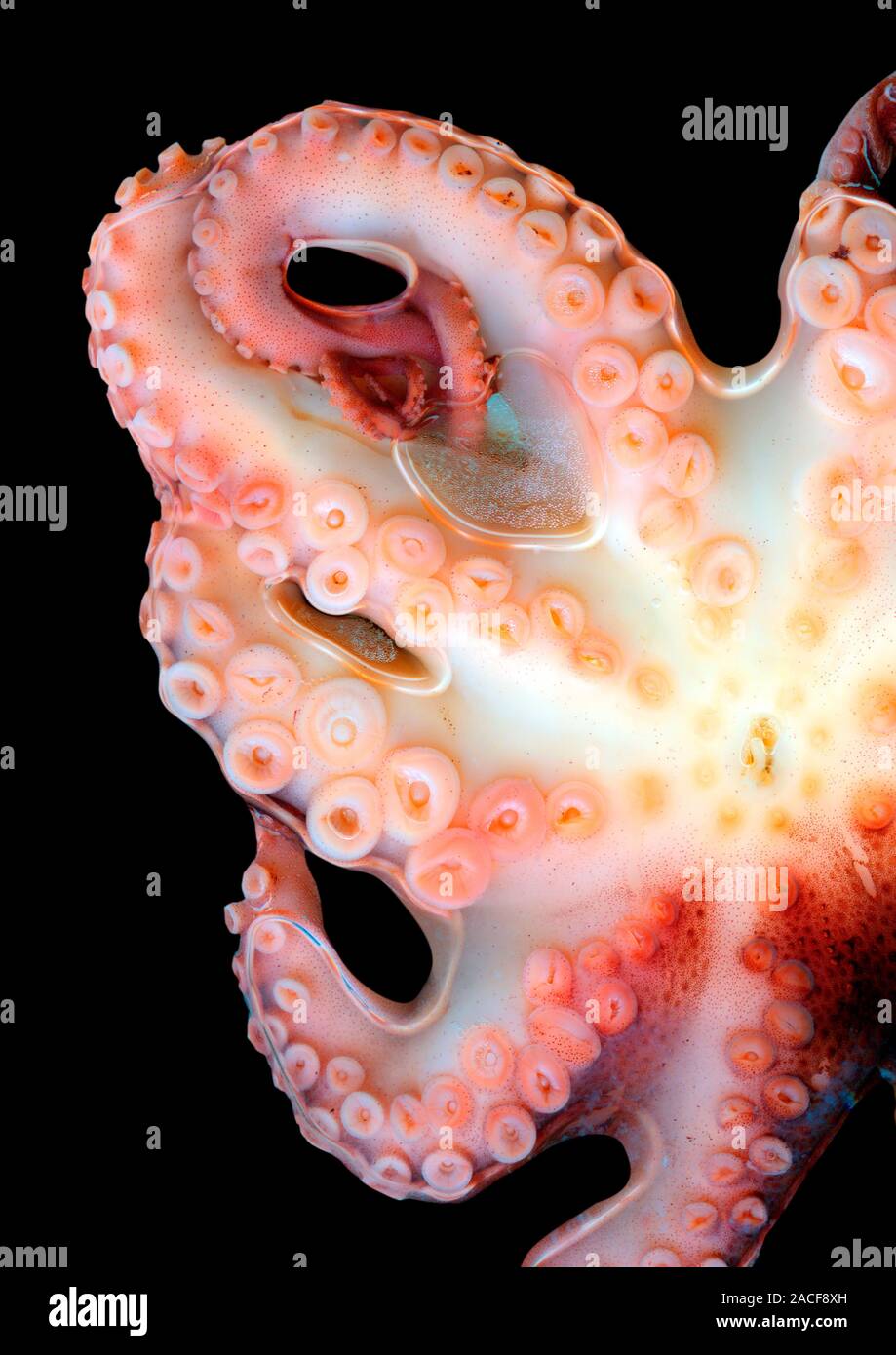 Octopus. The octopus (order Octopoda) is a cephalopod molluscs, a type ...