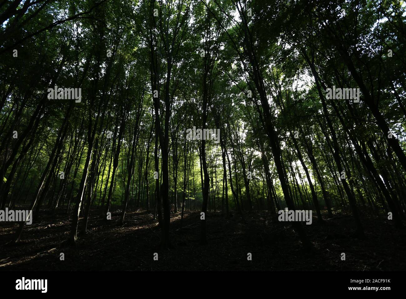 Tall lean trees in a Hungarian forest Stock Photo - Alamy