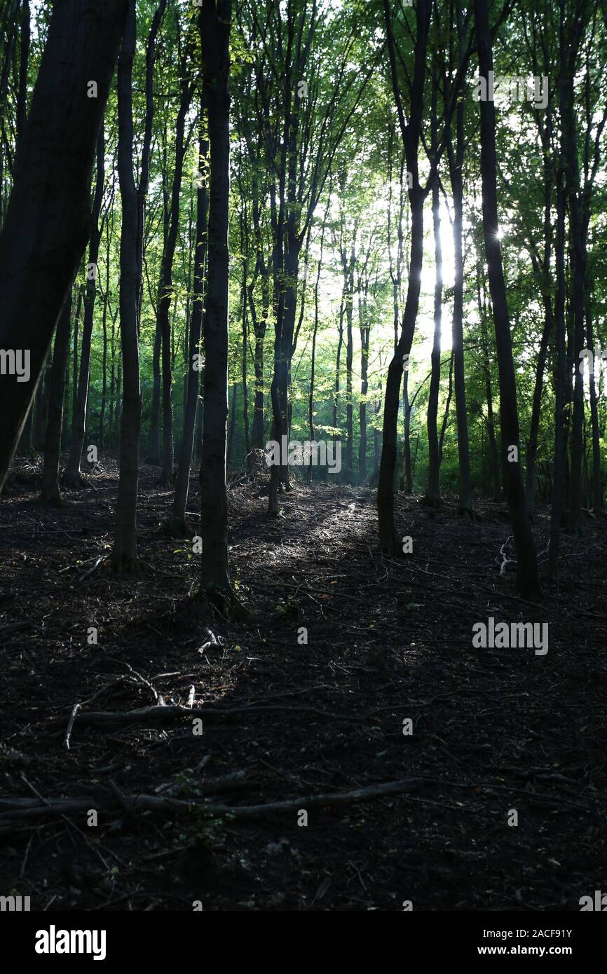 Tall lean trees in a Hungarian forest Stock Photo - Alamy
