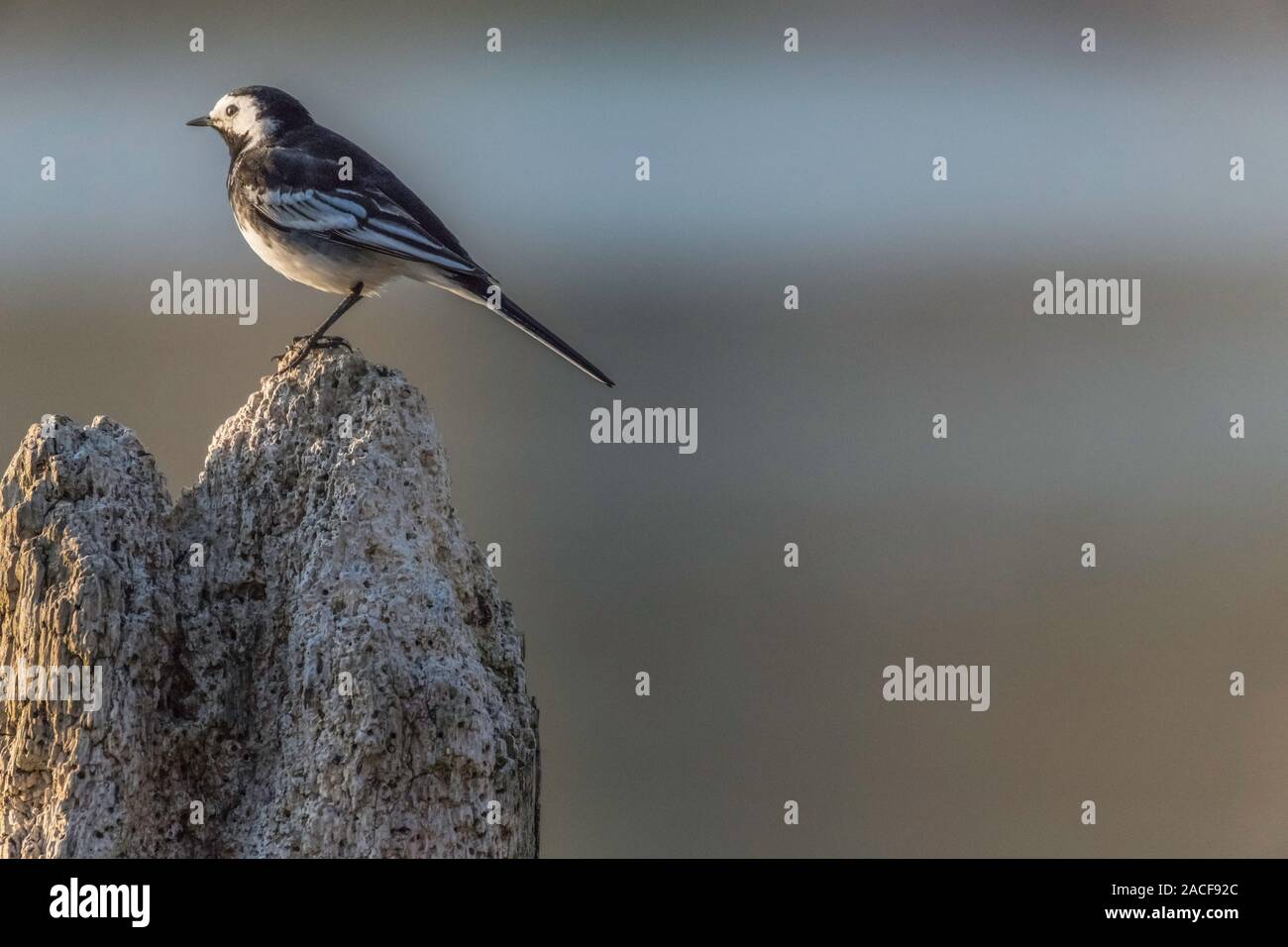 Pied wagtail flying hi-res stock photography and images - Alamy