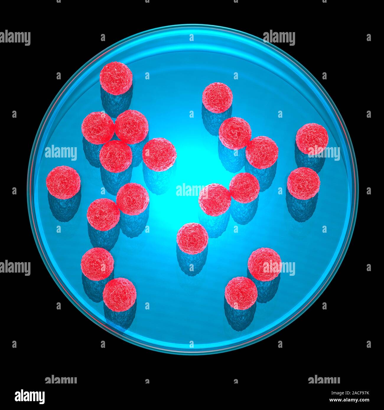 Spherical bacteria. Computer artwork of bacteria in a petri dish ...
