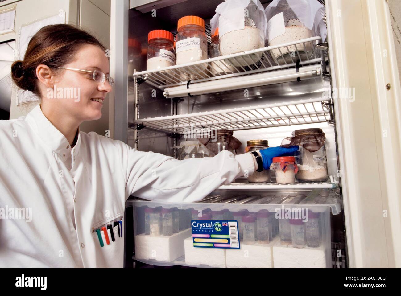 Insecticide research. Researcher retrieving a jar of red flour beetles ...