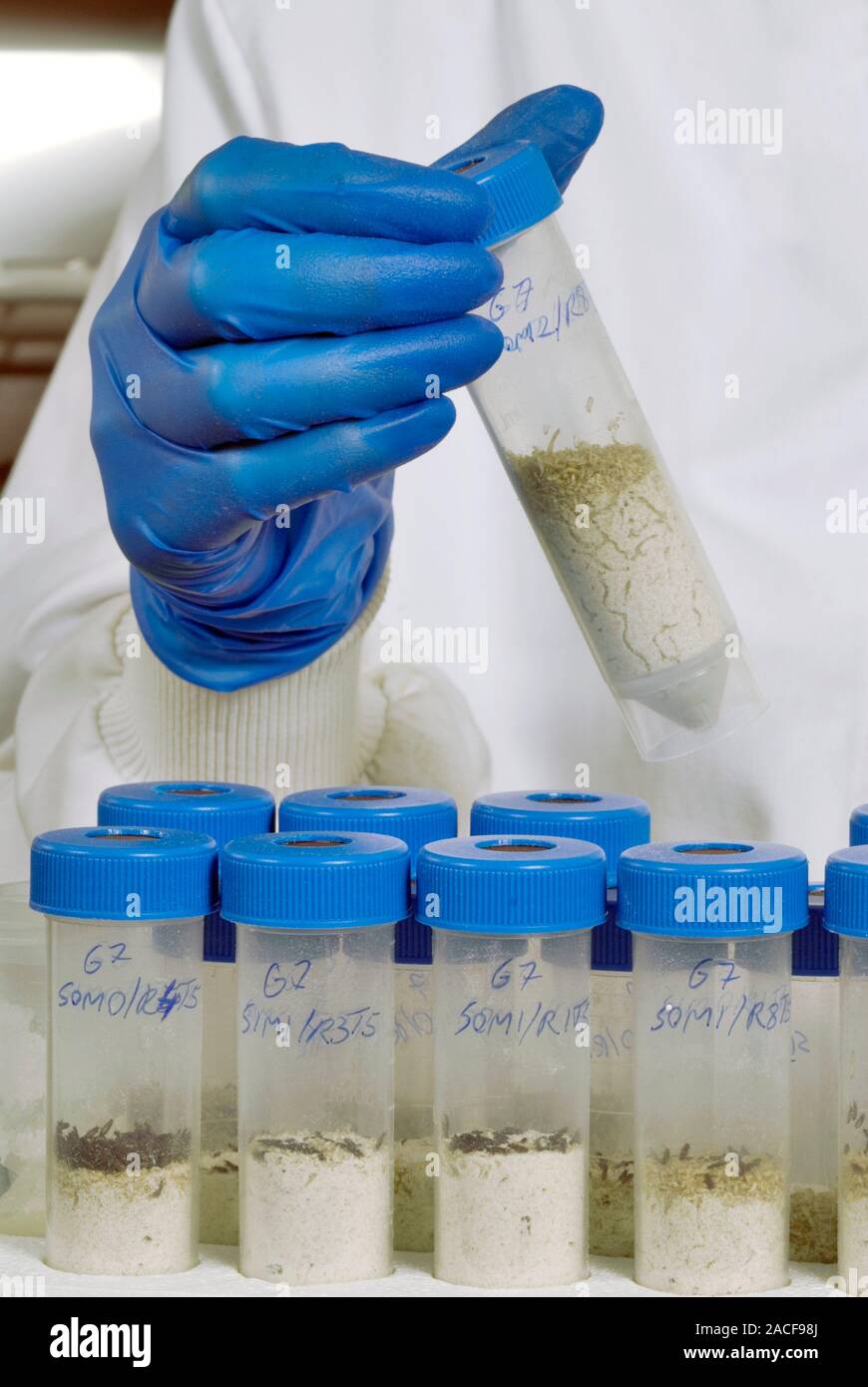 Insecticide research. Researcher working with breeding tubes containing ...