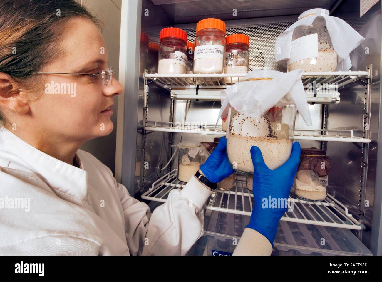 Insecticide research. Researcher retrieving a jar of red flour beetles ...