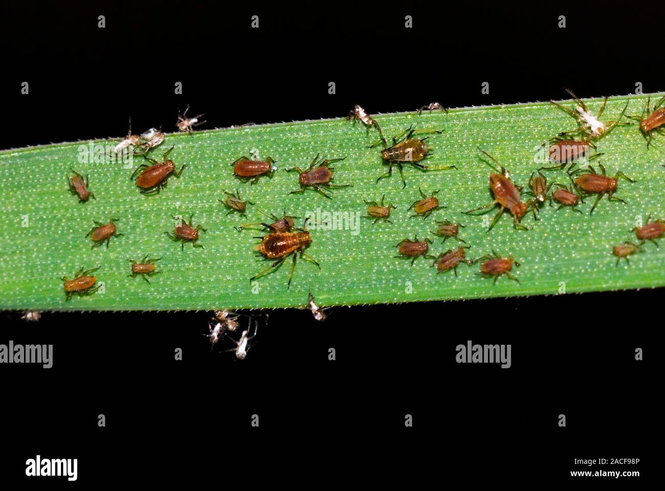 Grain aphids on wheat leaf. There are many types of grain aphids ...