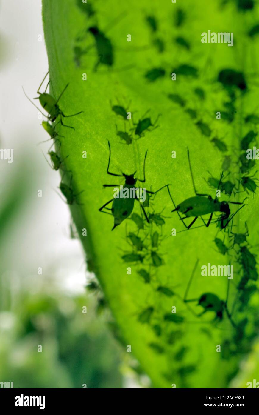 Pea aphids (Acyrthosiphon pisum) on a pea plant leaf. Aphids are pests ...