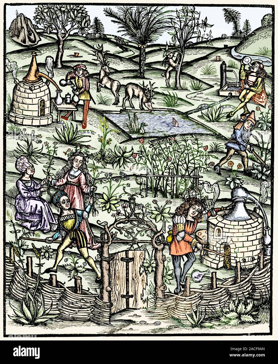 15th century herb garden. Historical artwork depicting a herb garden at ...