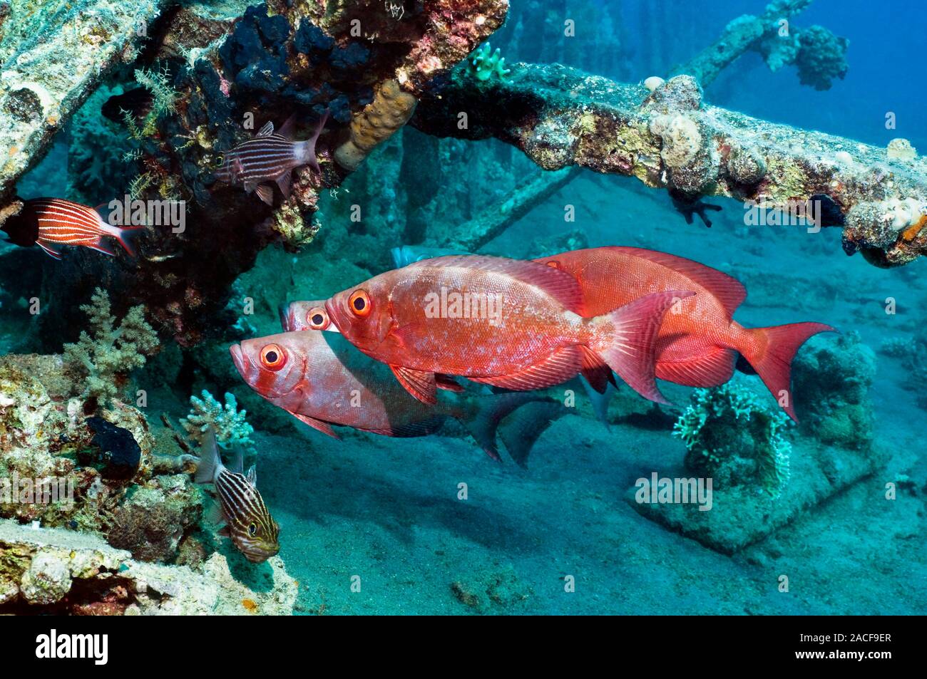 Moontail bullseye (Priacanthus hamrur) on a wreck. This fish inhabits ...