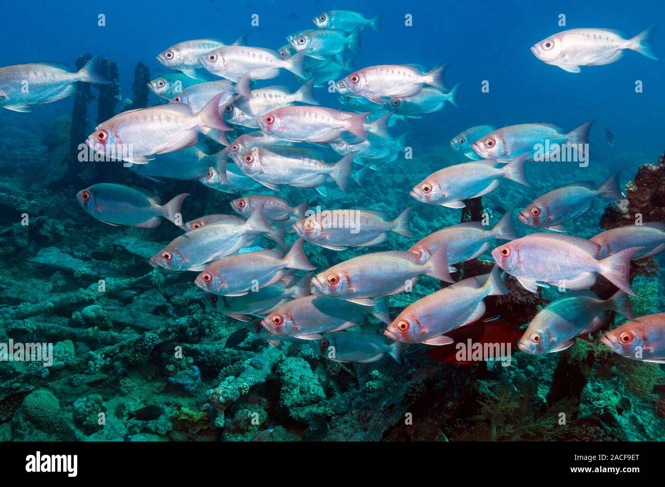Moontail bullseye (Priacanthus hamrur) on a wreck. This fish inhabits ...
