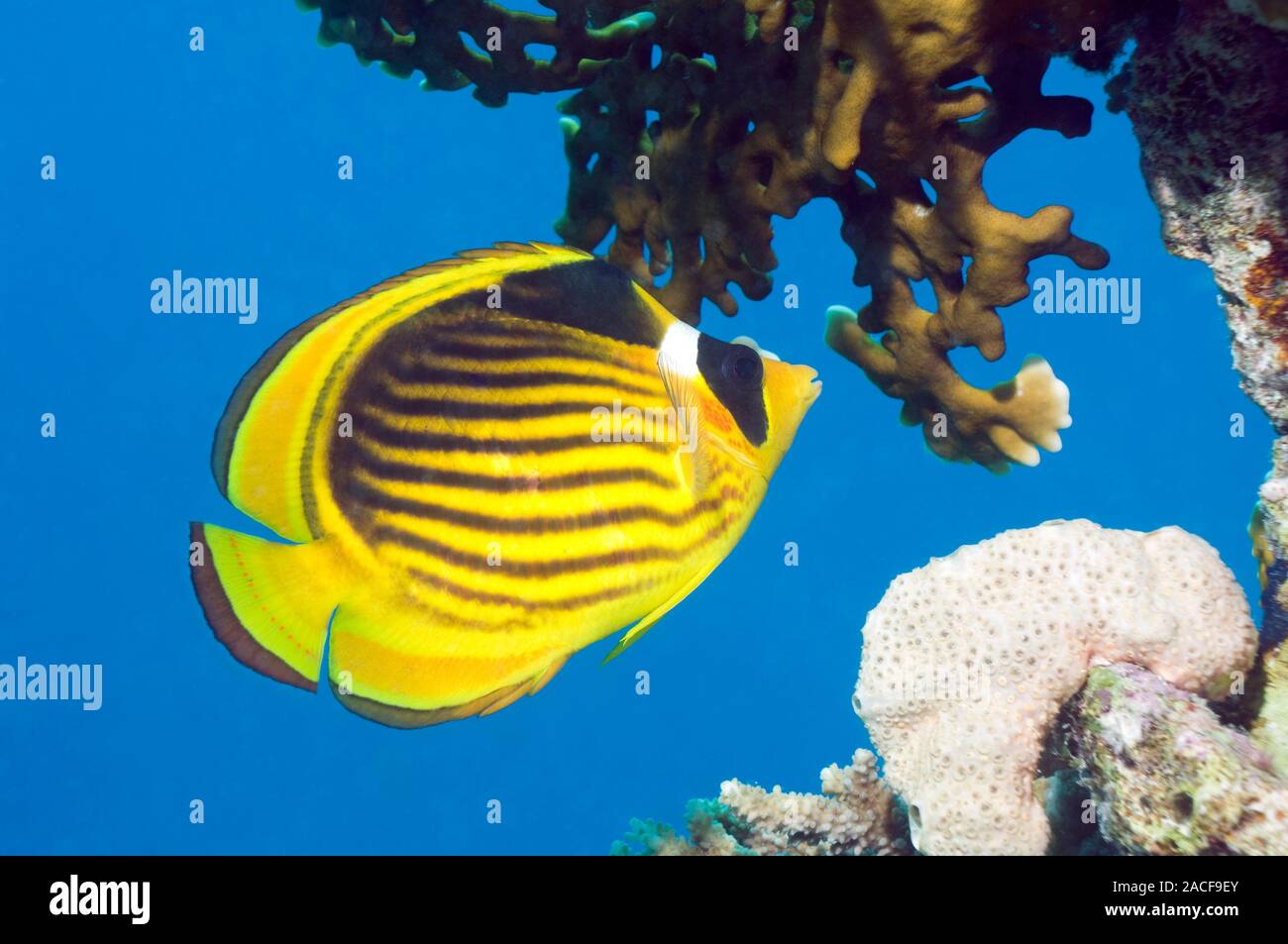 Red Sea racoon butterflyfish (Chaetodon fasciatus). This fish is also ...