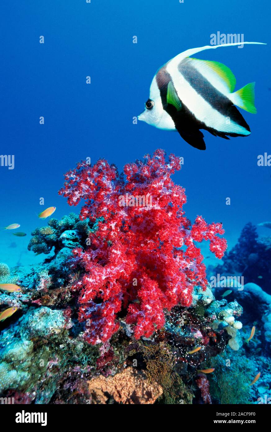 Longfin bannerfish (Heniochus acuminatus) and soft corals. This fish ...