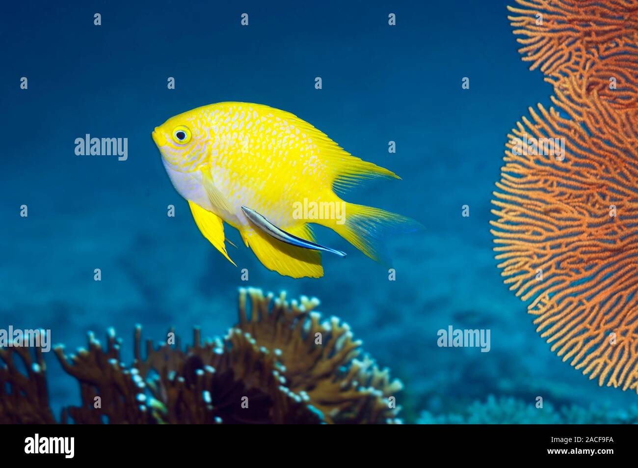 Golden damselfish (Amblyglyphidodon aureus, yellow) with a bluestreak cleaner wrasse (Labroides ...