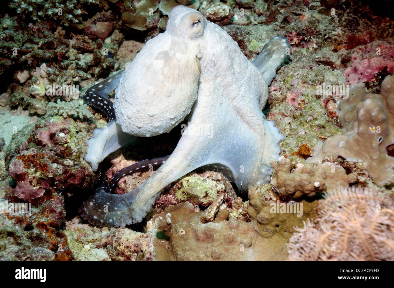 Day octopus (Octopus cyanea) hunting over corals. This octopus, also ...