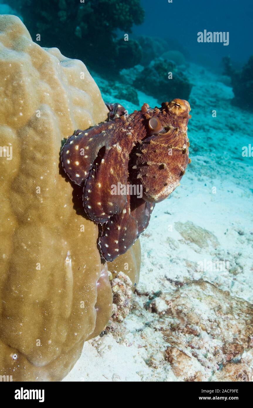 Day octopus (Octopus cyanea) hunting on a coral reef. This octopus ...