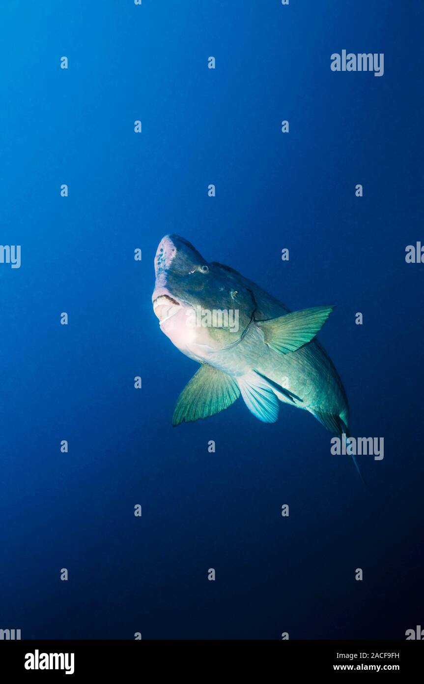 Bumphead parrotfish (Bolbometopon muricatum). This species, found in ...