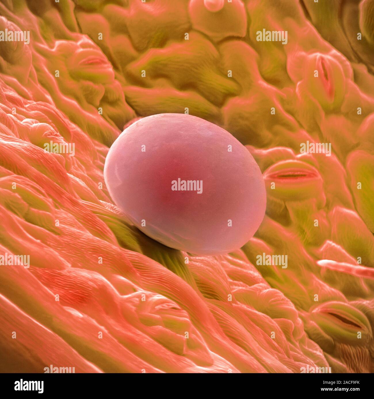 Lavender leaf oil gland. Coloured scanning electron micrograph (SEM) of ...