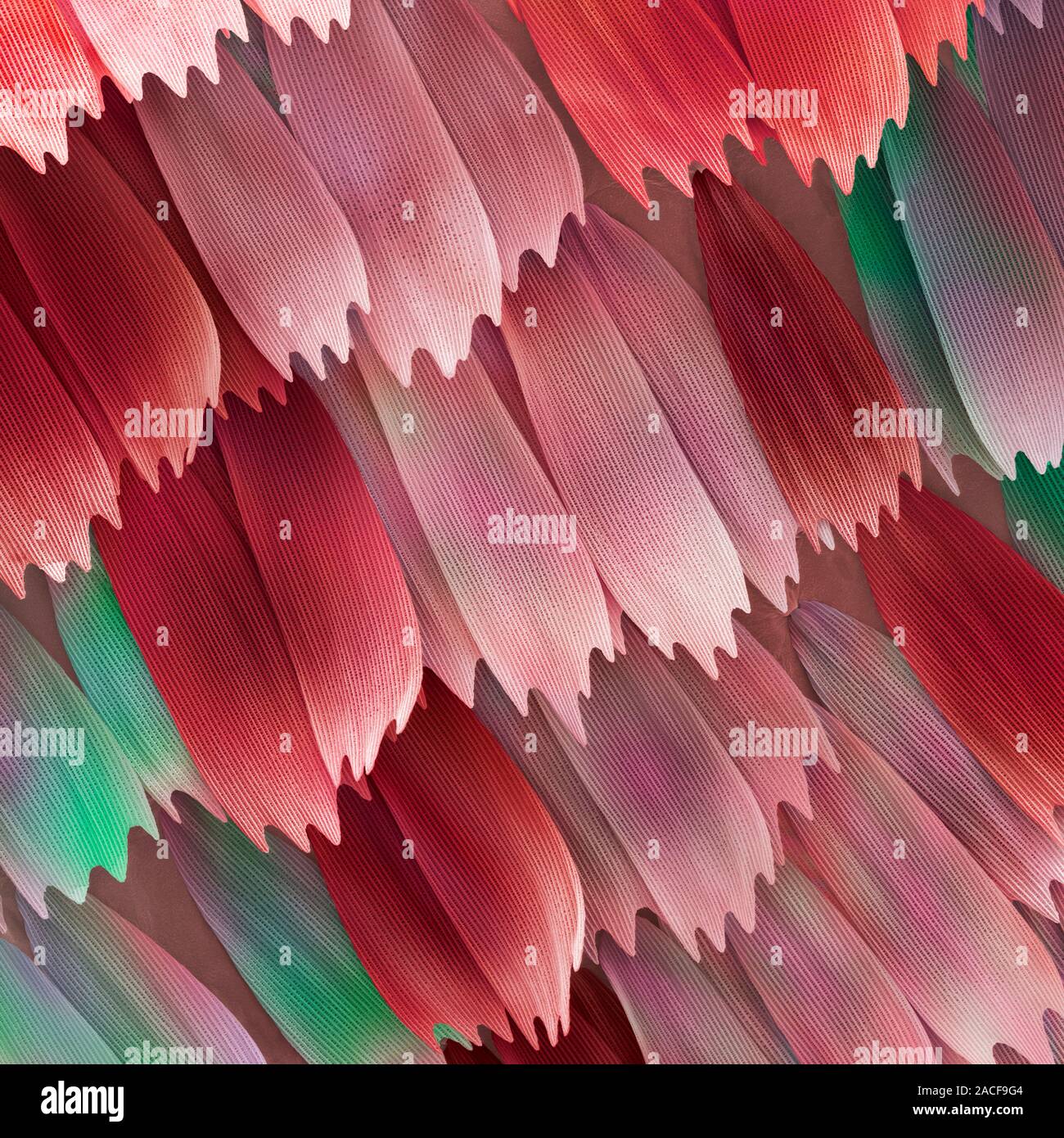 Butterfly wing scales. Coloured scanning electron micrograph (SEM) of ...