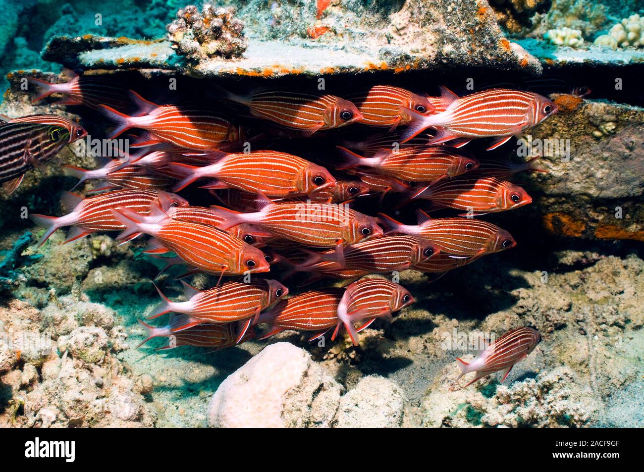 Crown squirrelfish (Sargocentron diadema). This fish is found in the ...