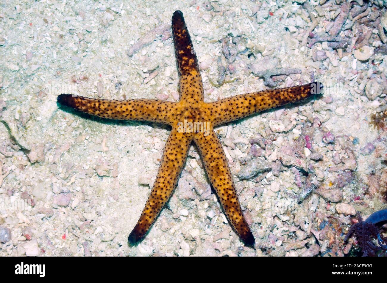 Luzon starfish (Echinaster luzonicus). Starfish, also known as sea stars, are a type of marine ...