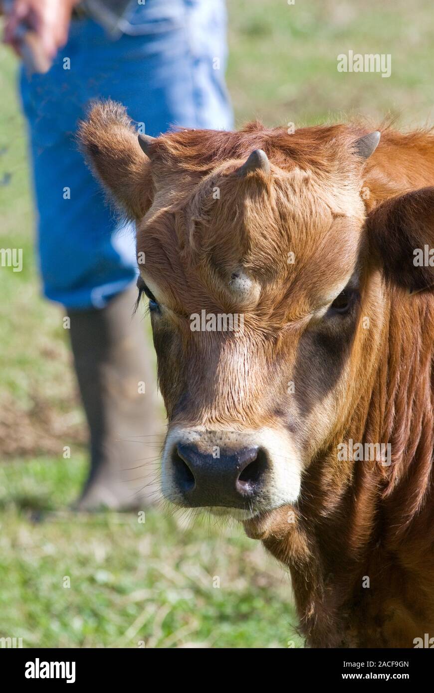 Three-horned male calf, with a farmer in the background. It is thought ...