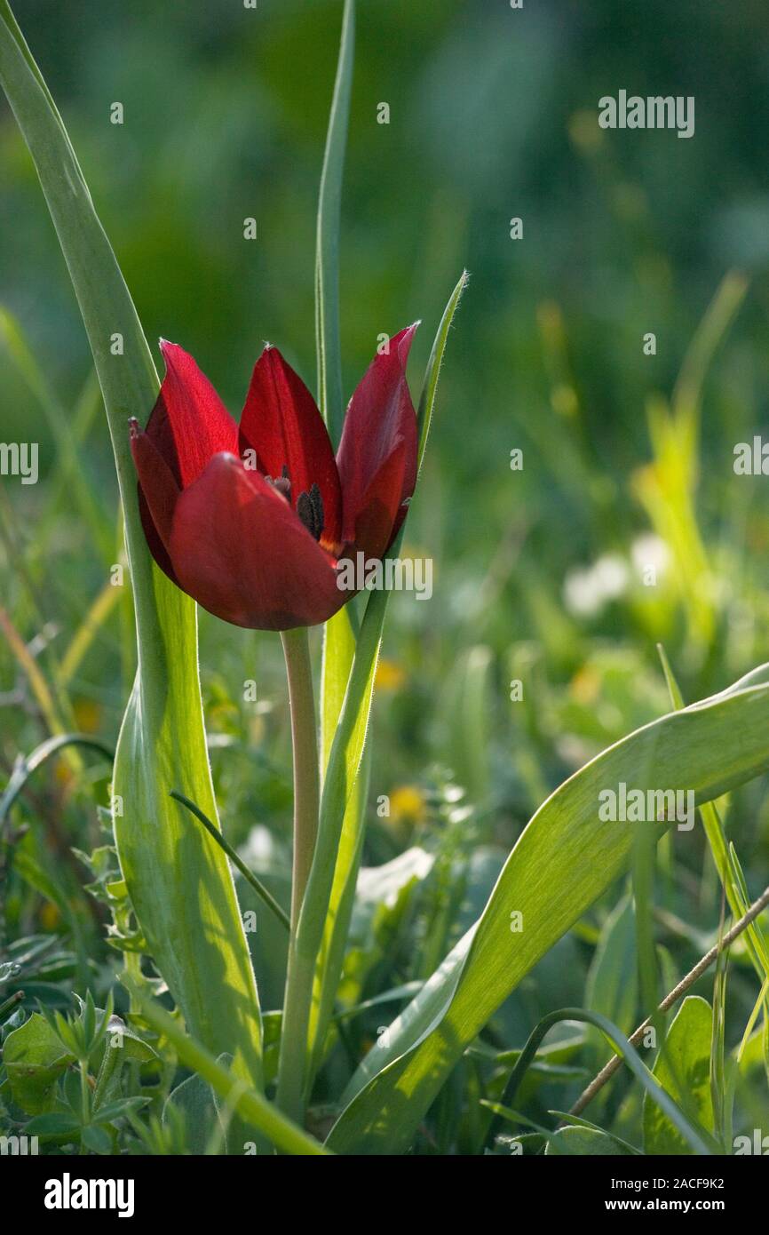 Cypriot tulip flower (Tulipa cypria). This plant is endemic to Cyprus ...