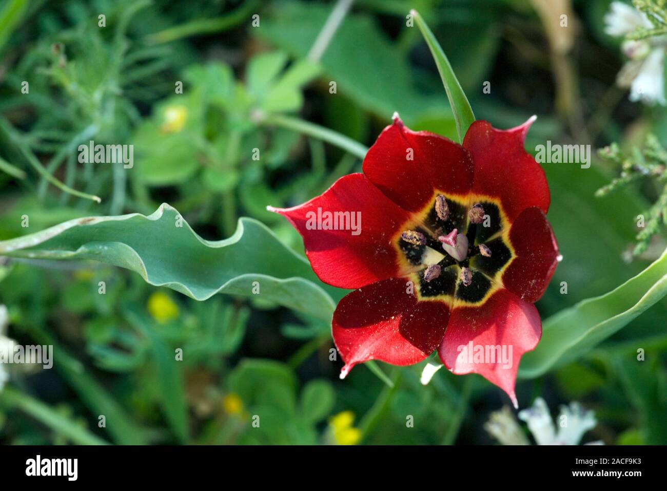 Cypriot tulip flower (Tulipa cypria). This plant is endemic to Cyprus ...