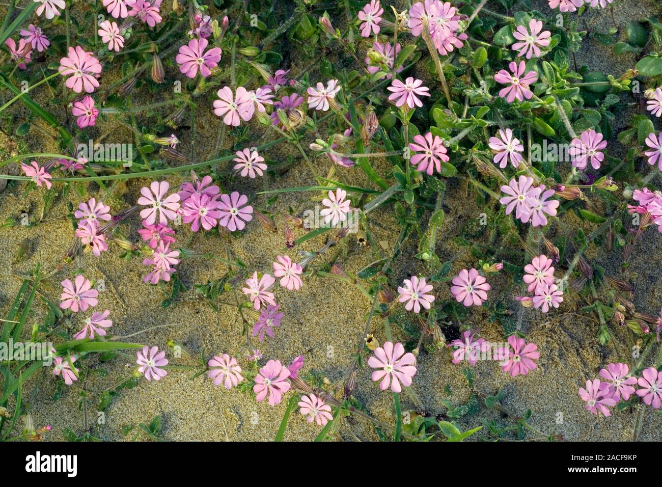 Pink campion flowers (Silene colorata). Photographed at a beach in ...