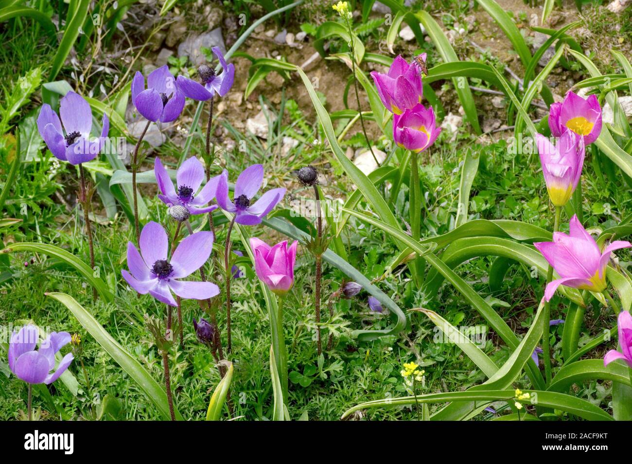 Rock tulips (Tulipa saxatilis, pink) and poppy anemones (Anemone ...