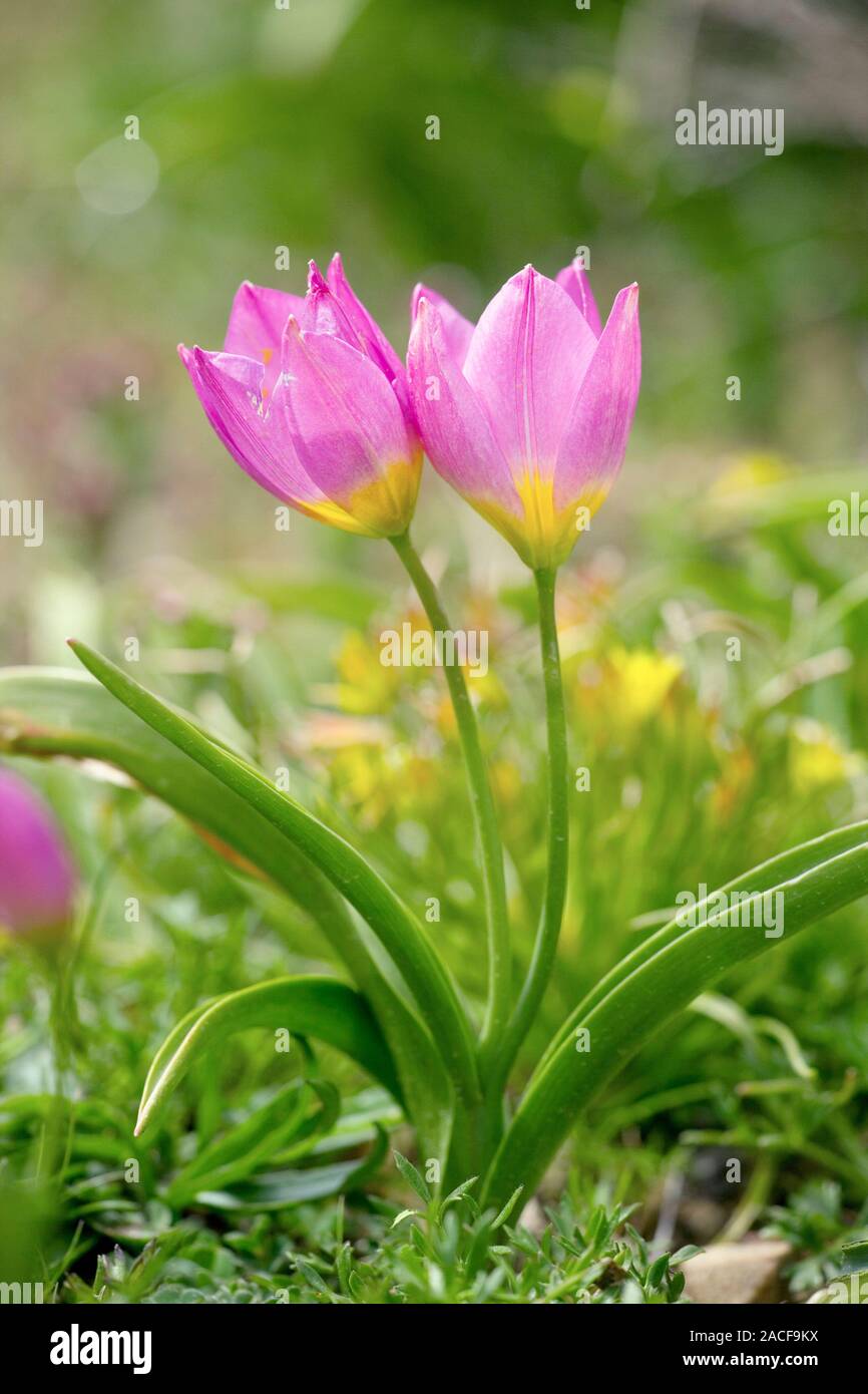 Rock tulips (Tulipa saxatilis). Photographed at the Olamos plateau in ...