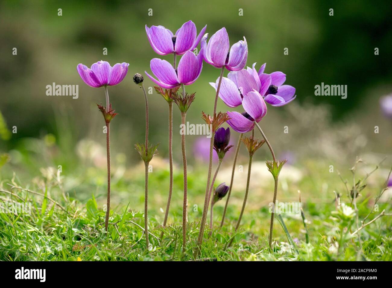 Poppy anemone flowers (Anemone coronaria). Photographed at the Olamos ...