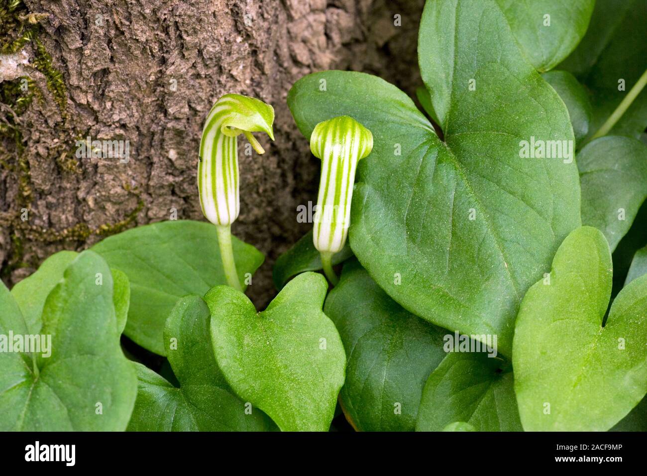 Friar's cowl (Arisarum vulgare). Photographed in Crete Stock Photo - Alamy