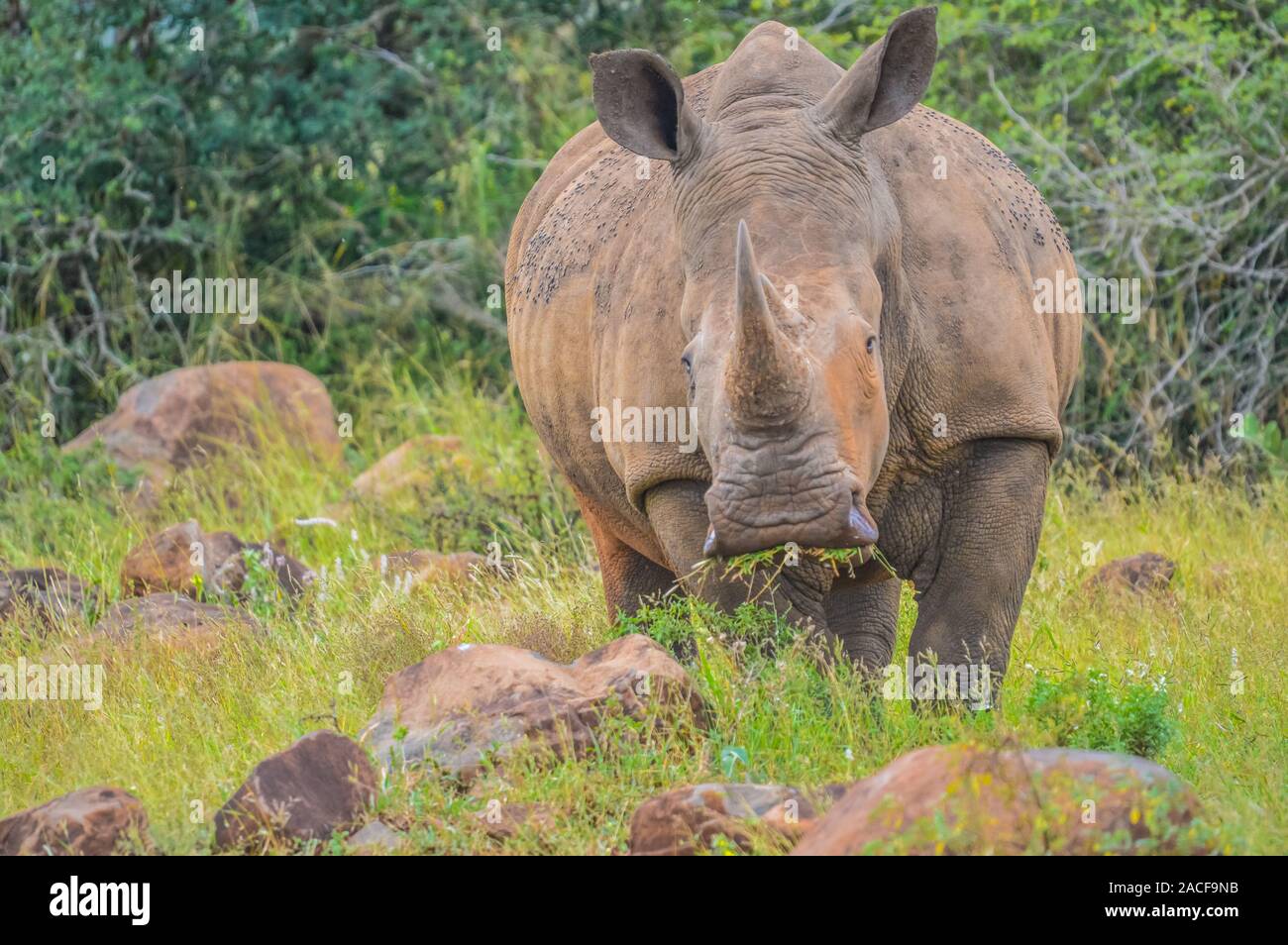 Male bull Cute White Rhino or Rhinoceros in a nature wild reserve in ...