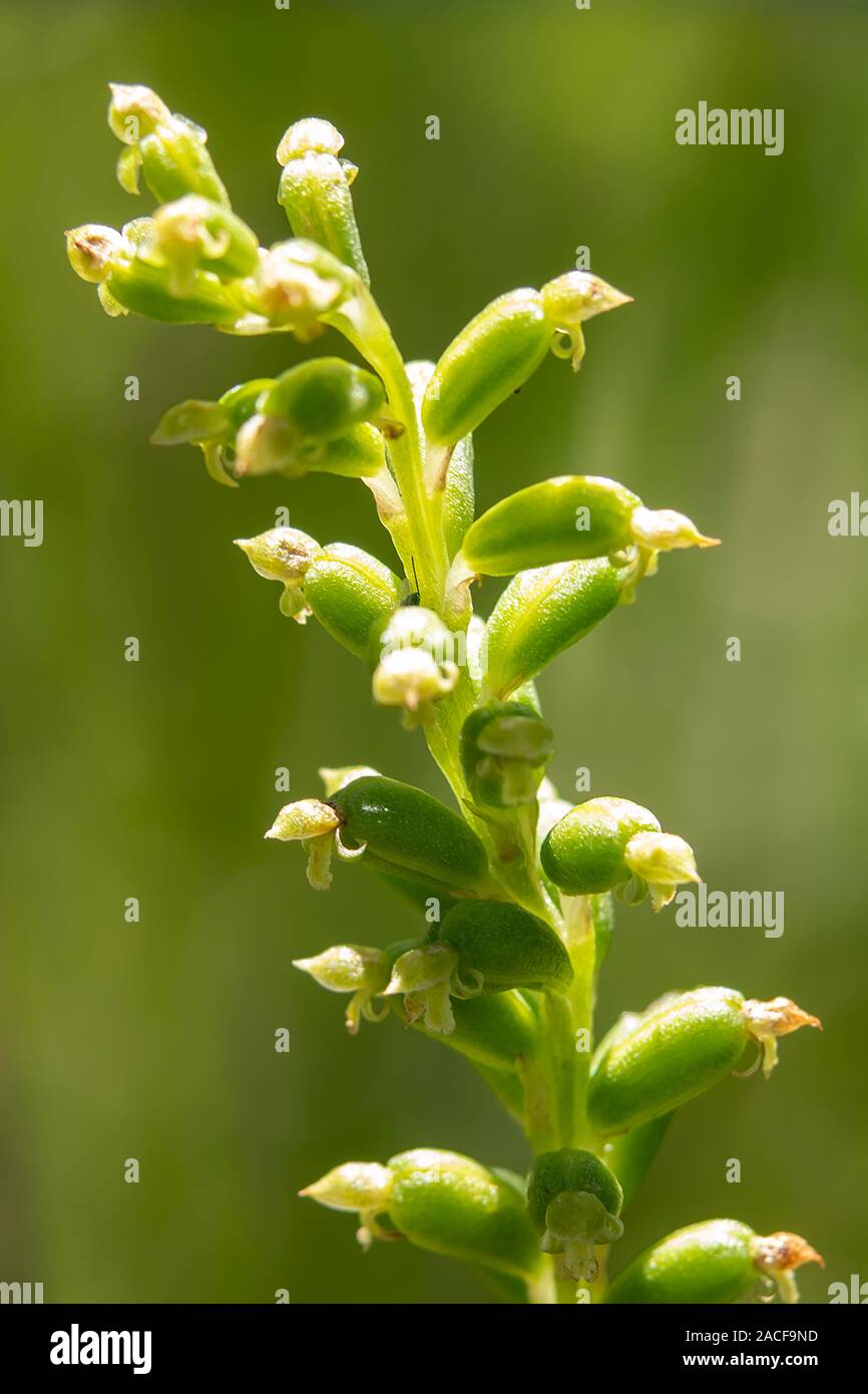 Microtis unifolia, Common Onion-orchid Stock Photo - Alamy