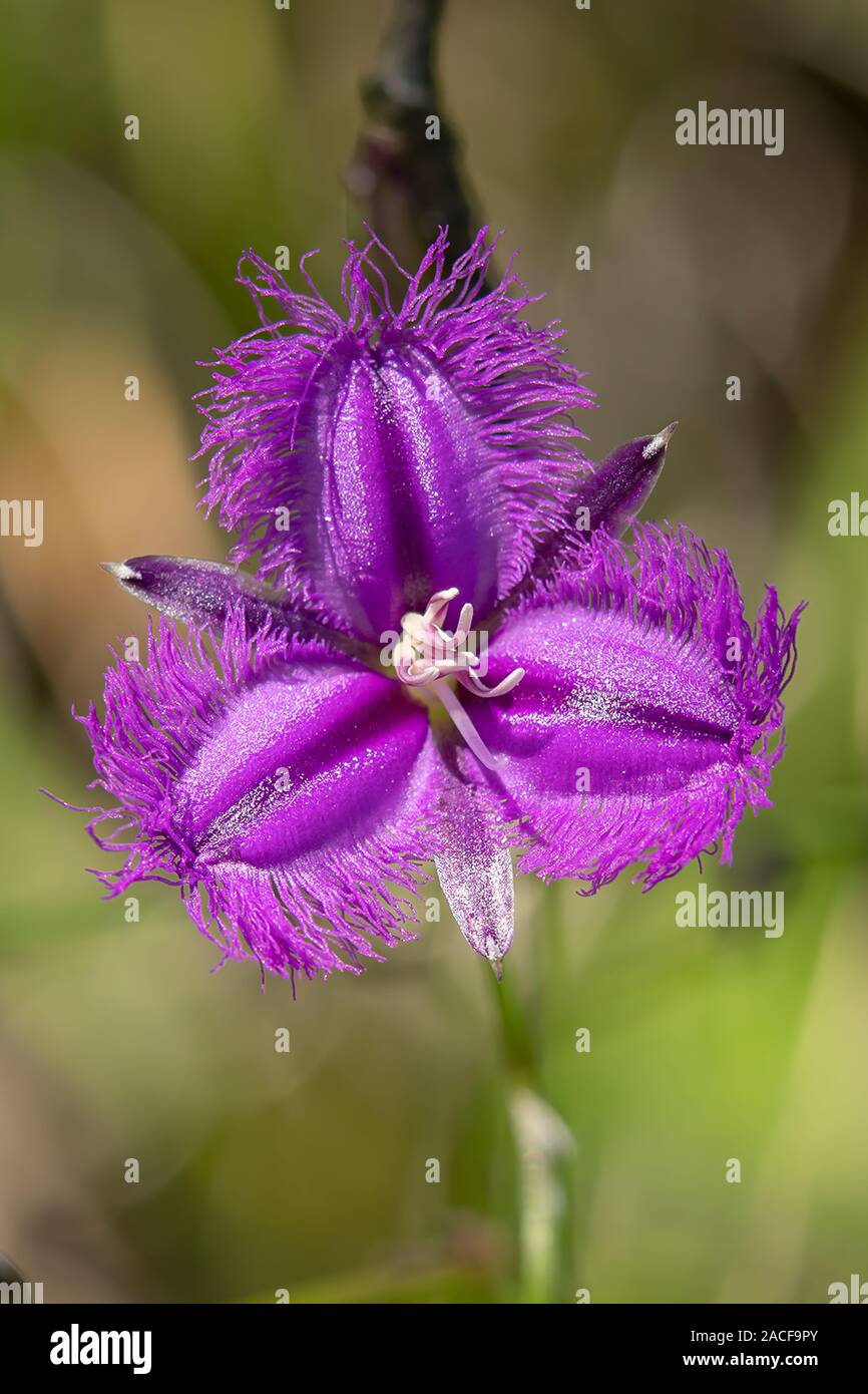 Fringe lily hi-res stock photography and images - Alamy