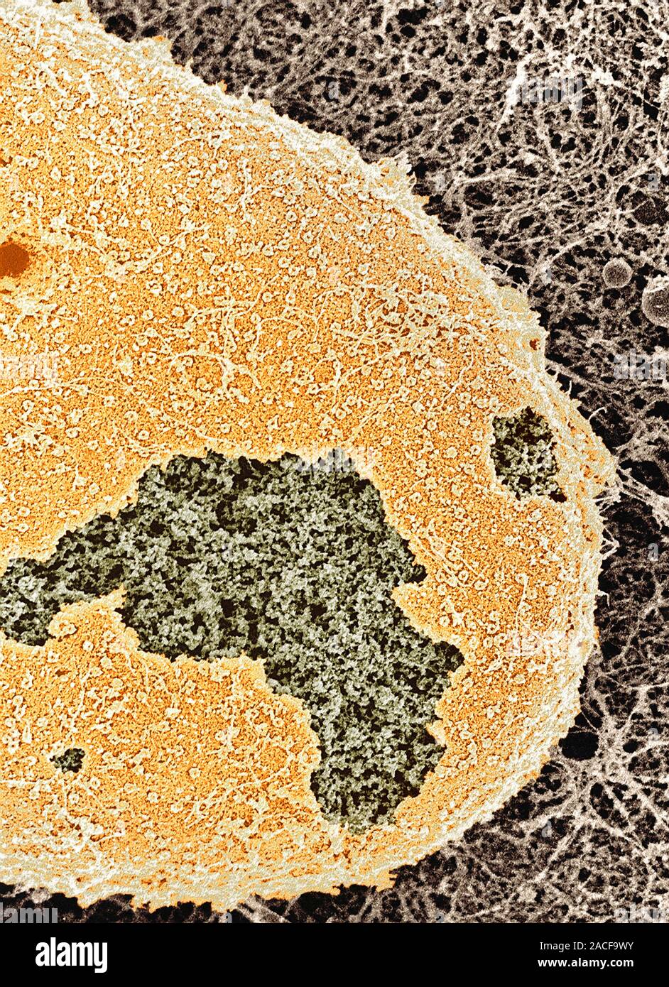 Cell nucleus, coloured scanning electron micrograph (SEM). Part of the ...