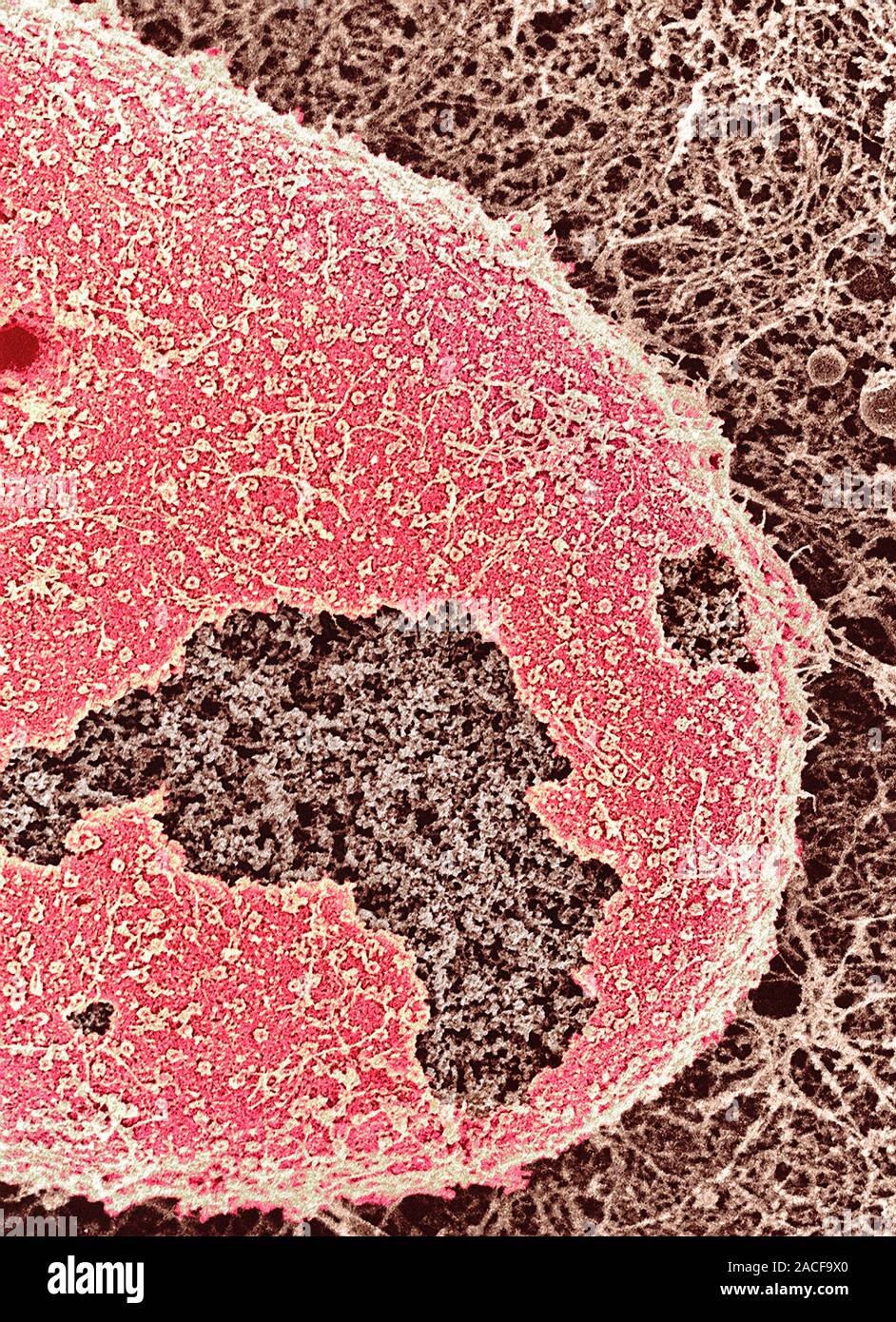 Cell nucleus, coloured scanning electron micrograph (SEM). Part of the ...