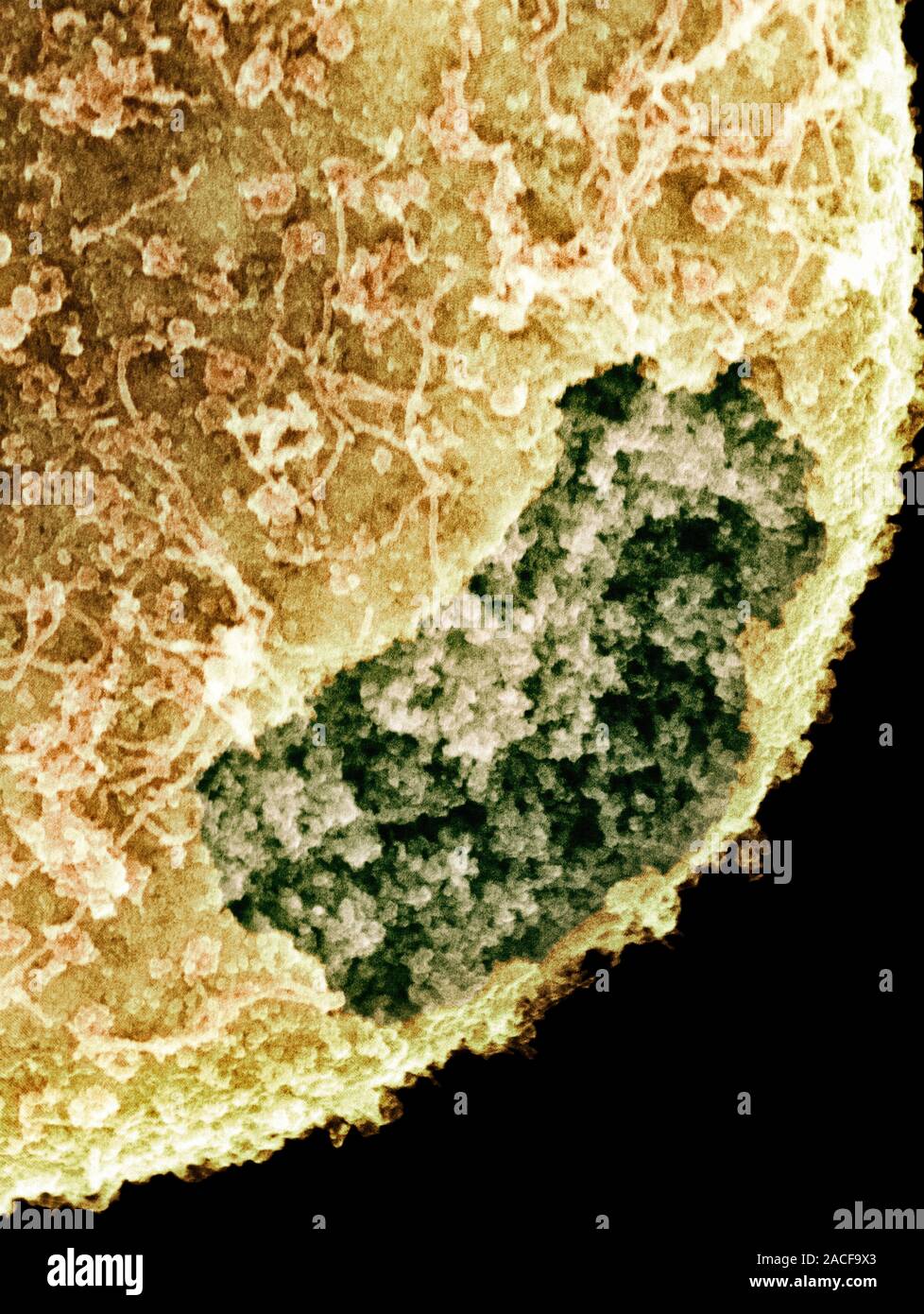 Cell nucleus, coloured scanning electron micrograph (SEM). Part of the ...