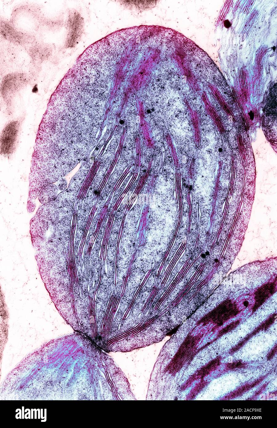 Chloroplast. Coloured scanning electron micrograph (SEM) of a section ...