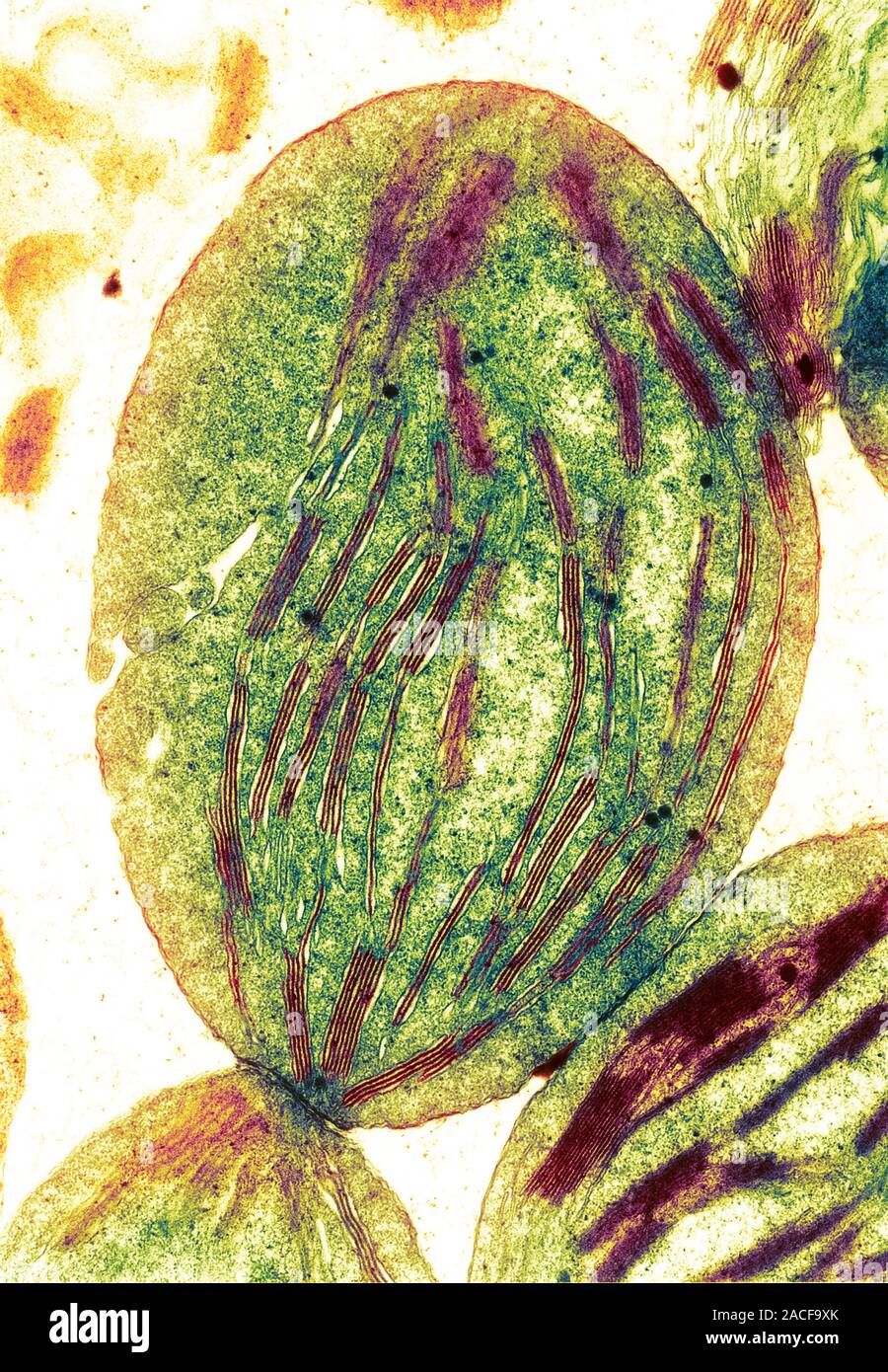 Chloroplast Coloured Scanning Electron Micrograph Sem Of A Section Through A Plants