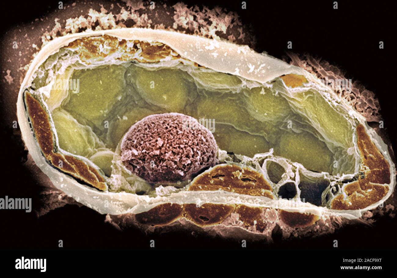 Plant cell. Coloured scanning electron micrograph (SEM) of a section ...