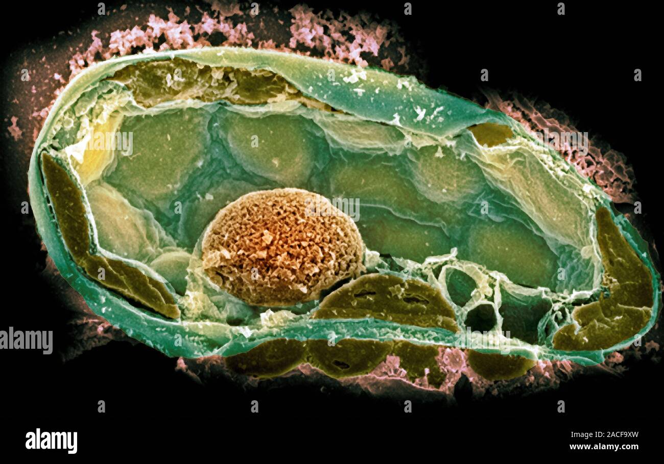 Plant cell. Coloured scanning electron micrograph (SEM) of a section ...