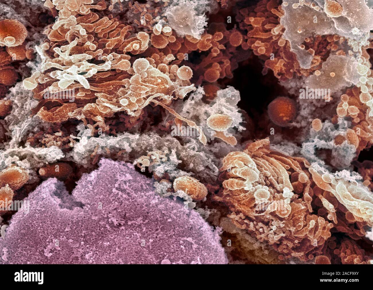 Golgi apparatus, coloured scanning electron micrograph (SEM). Section ...