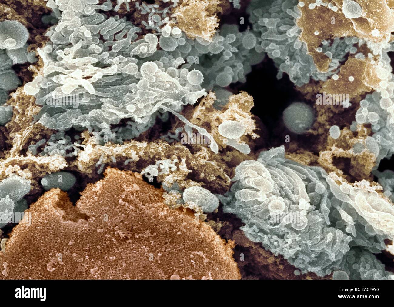 Golgi apparatus, coloured scanning electron micrograph (SEM). Section ...