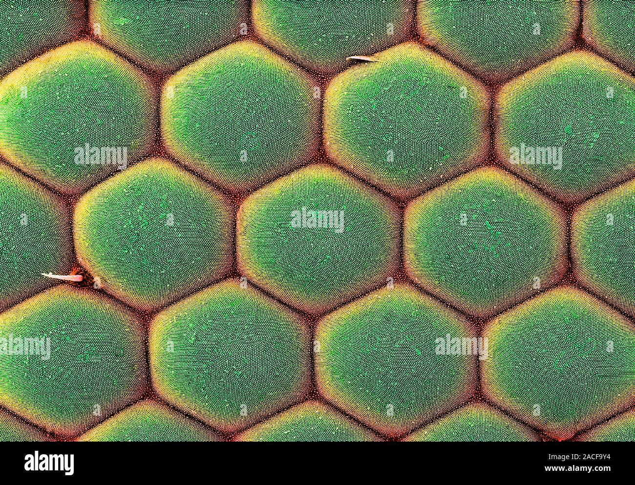 Moth eye. Coloured scanning electron micrograph (SEM) of numerous ...