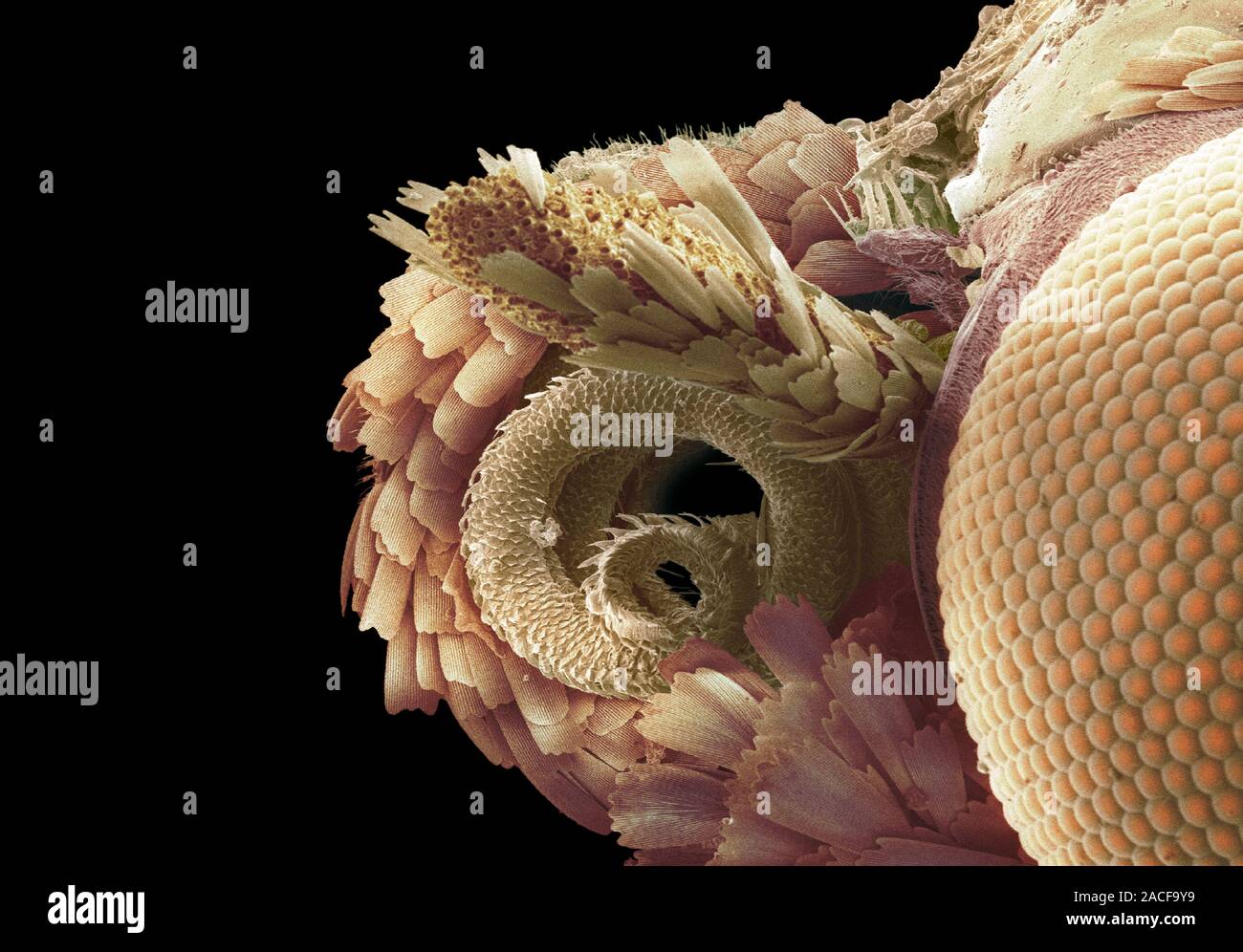 Moth proboscis and eye, coloured scanning electron micrograph (SEM ...