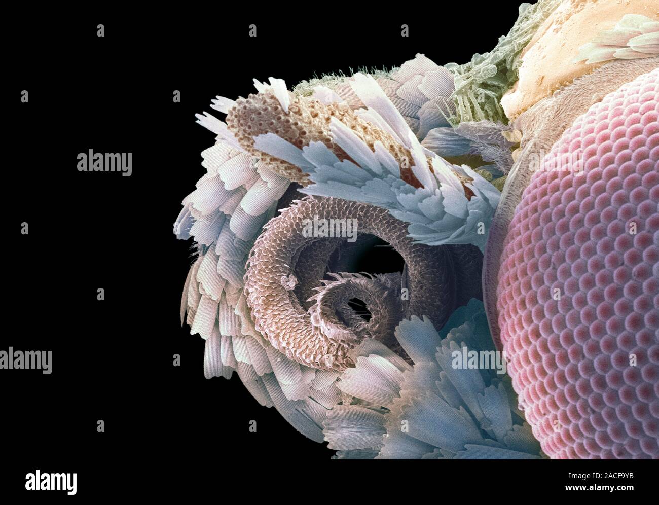 Moth proboscis and eye, coloured scanning electron micrograph (SEM ...