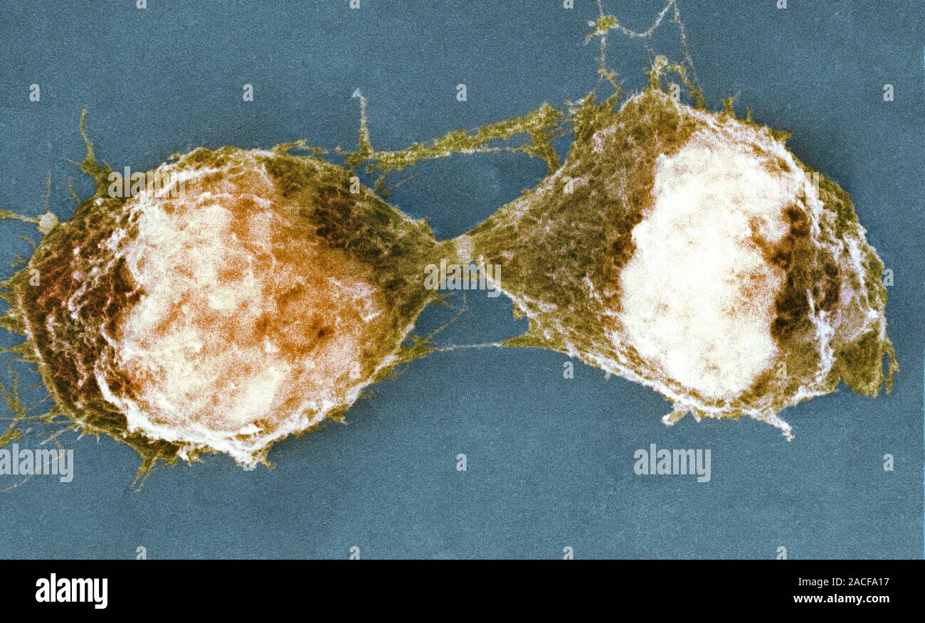 Cell division. Coloured scanning electron micrograph (SEM) of two ...