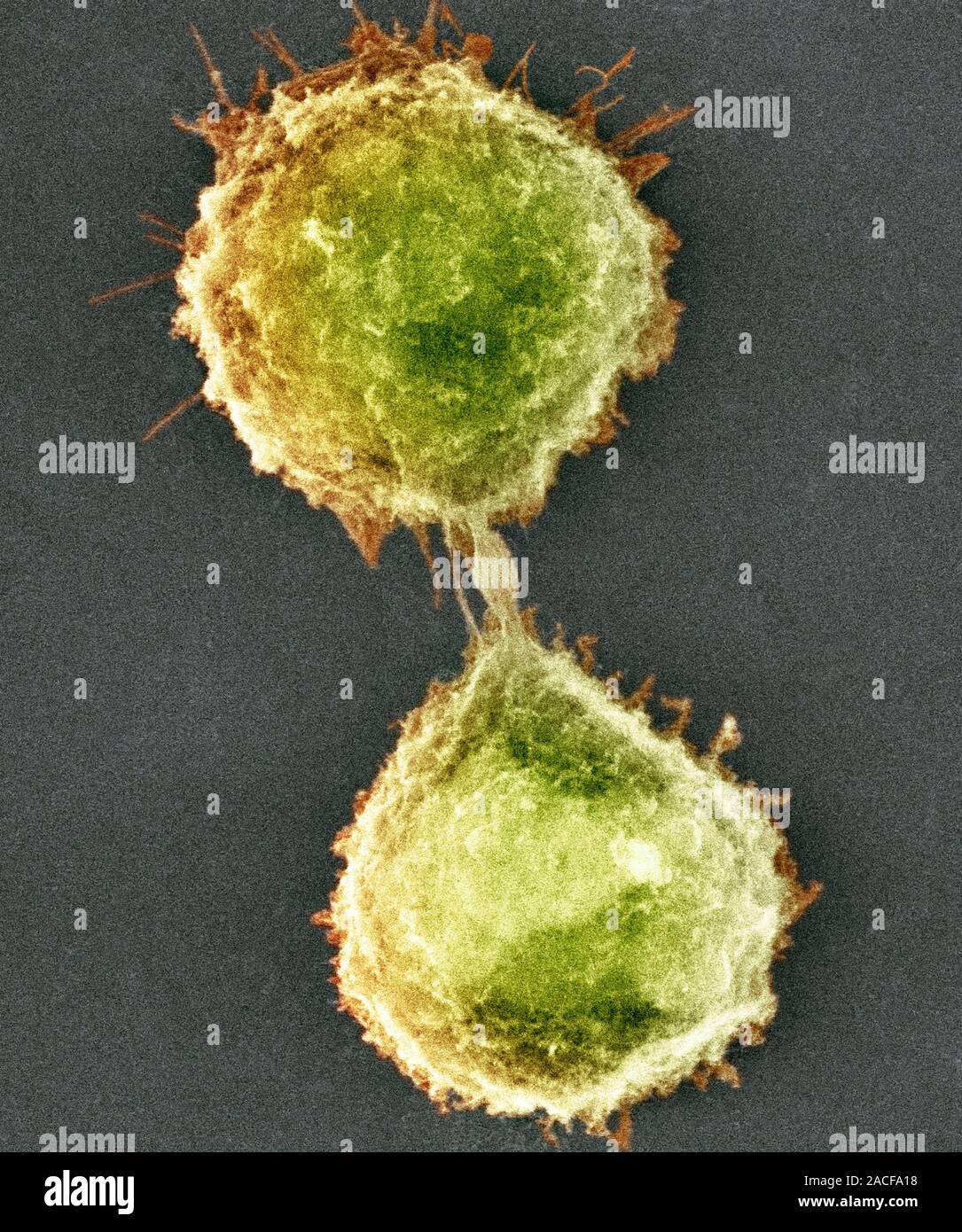 Cell division. Coloured scanning electron micrograph (SEM) of two ...