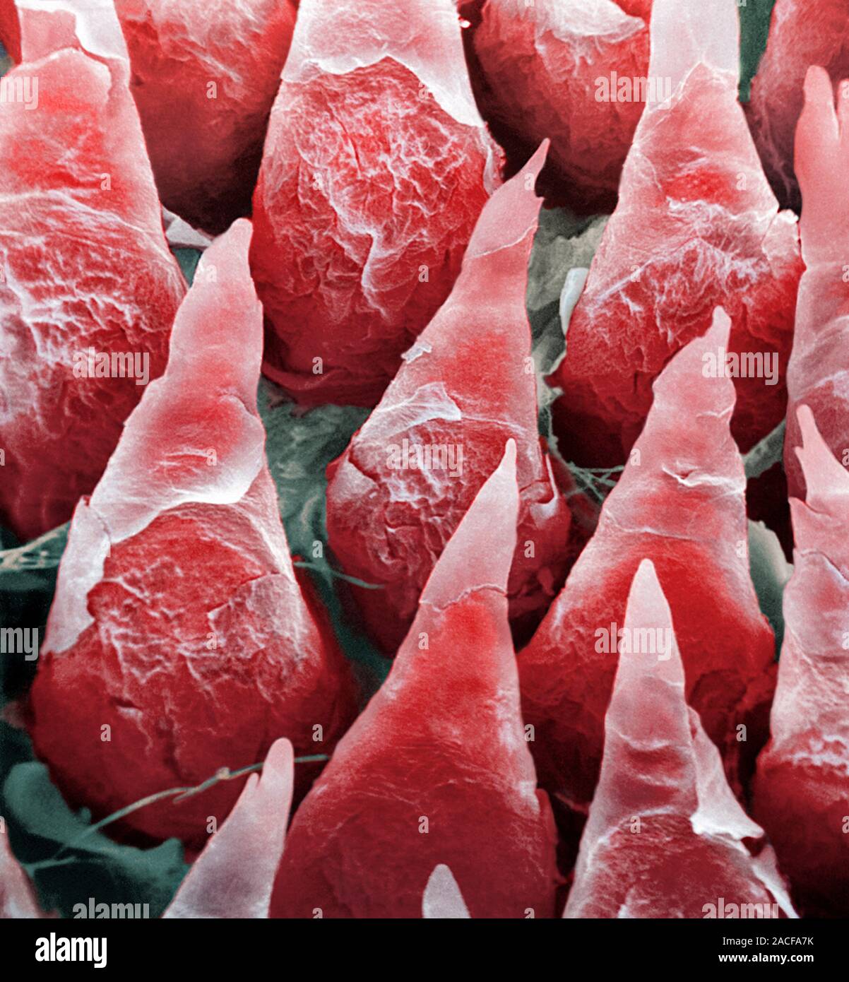 Mammalian tongue surface, coloured scanning electron micrograph (SEM ...